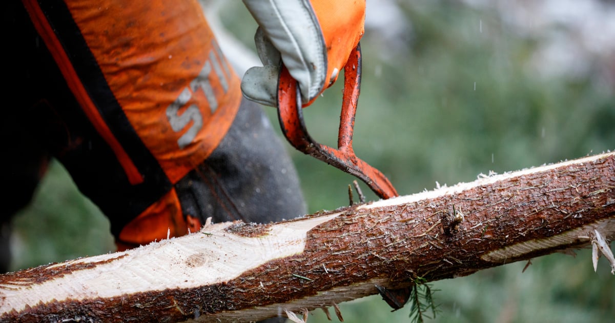 Skogskonto – hur fungerar det? | Landshypotek Bank