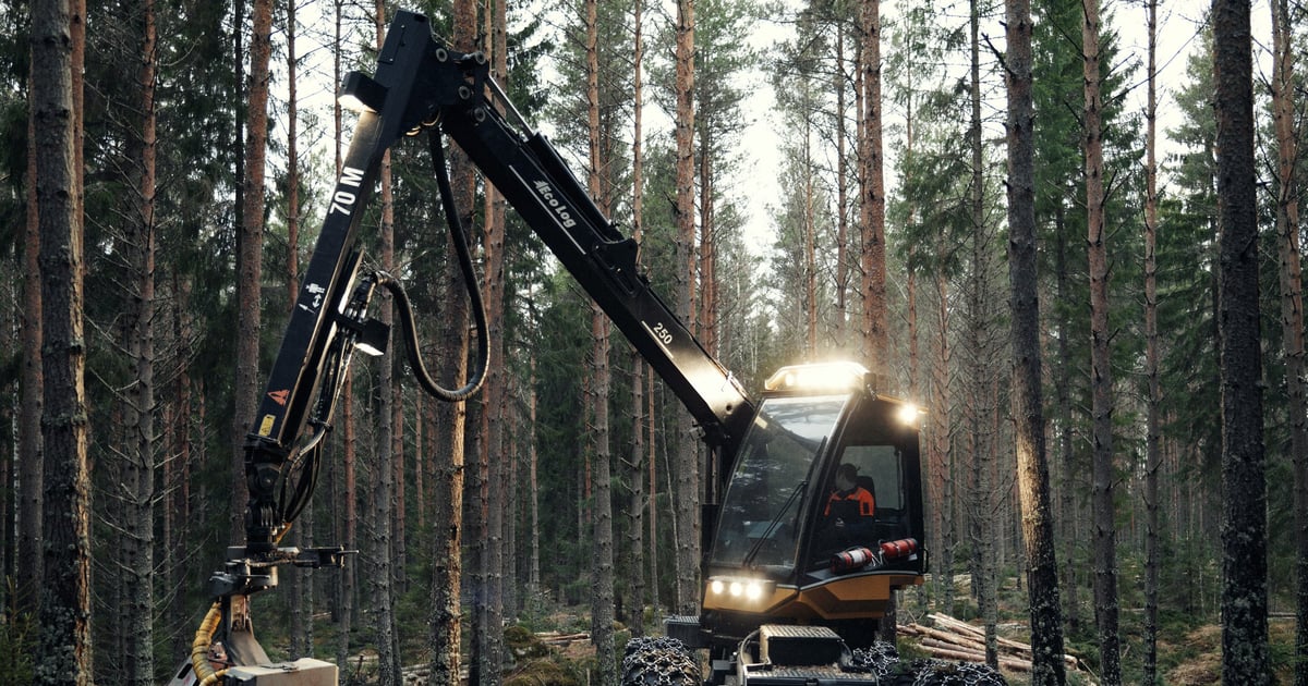 Att tänka på vid avverkning av skog | Landshypotek Bank